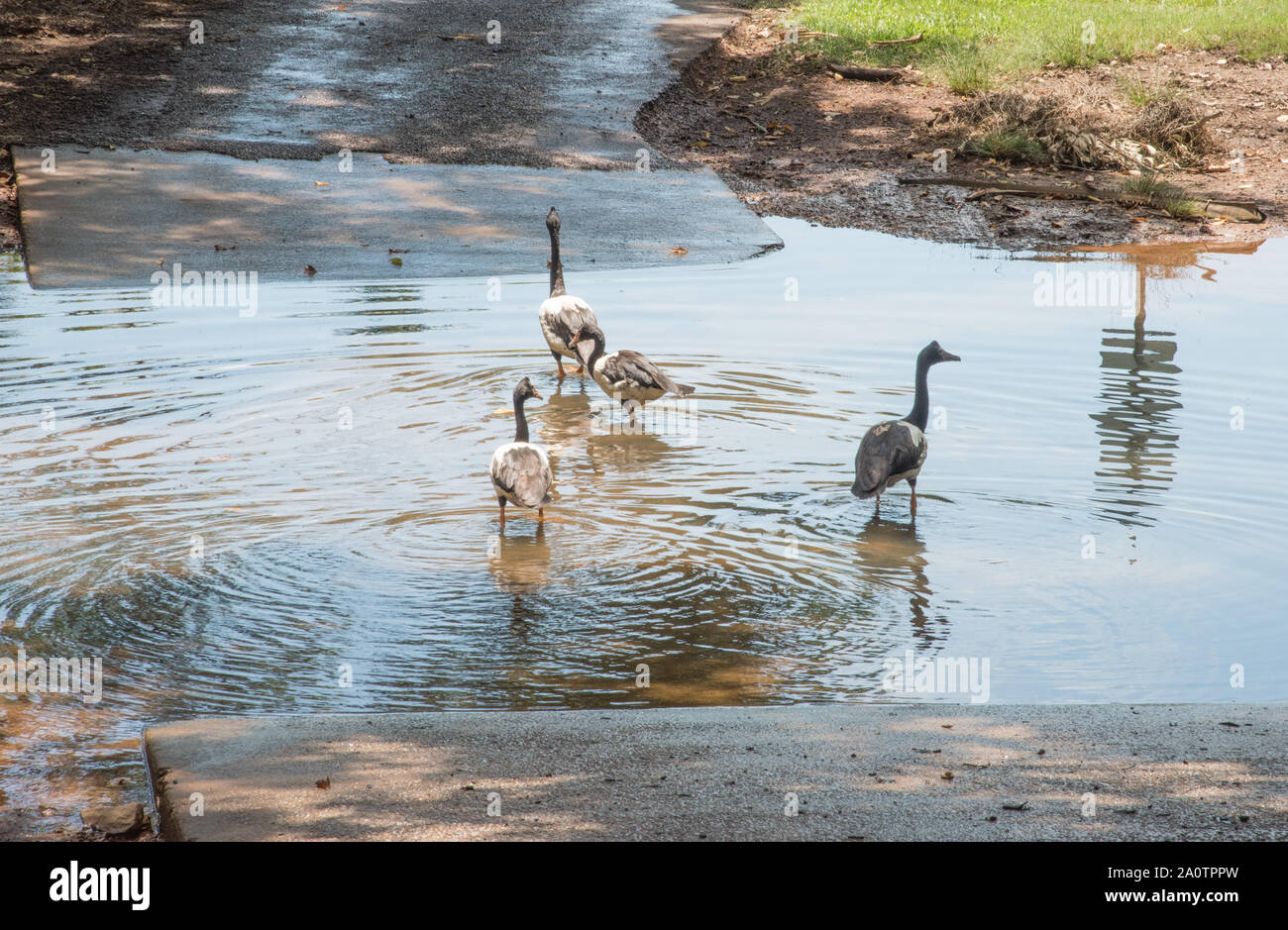 Four magpie geese crossing flooded pathway in outdoor area of tropical ...