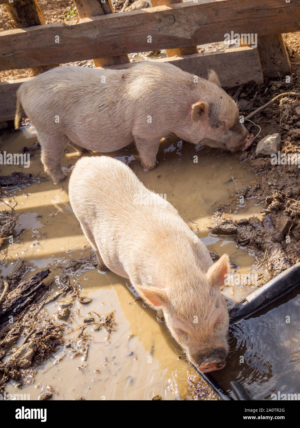 two pigs drinking and looking for food on the ground of a farm Stock ...