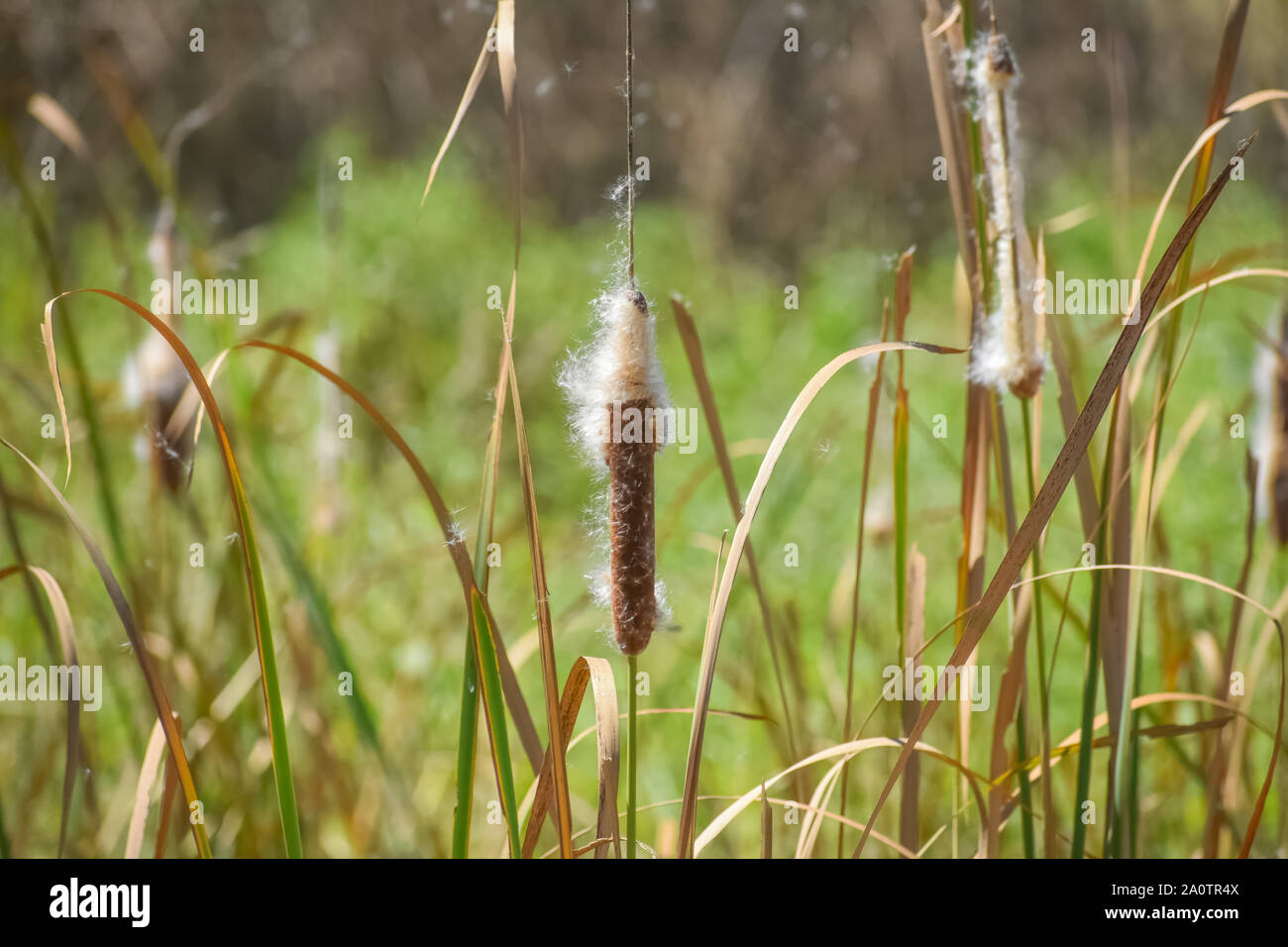 Cattails at lake edge hi-res stock photography and images - Alamy