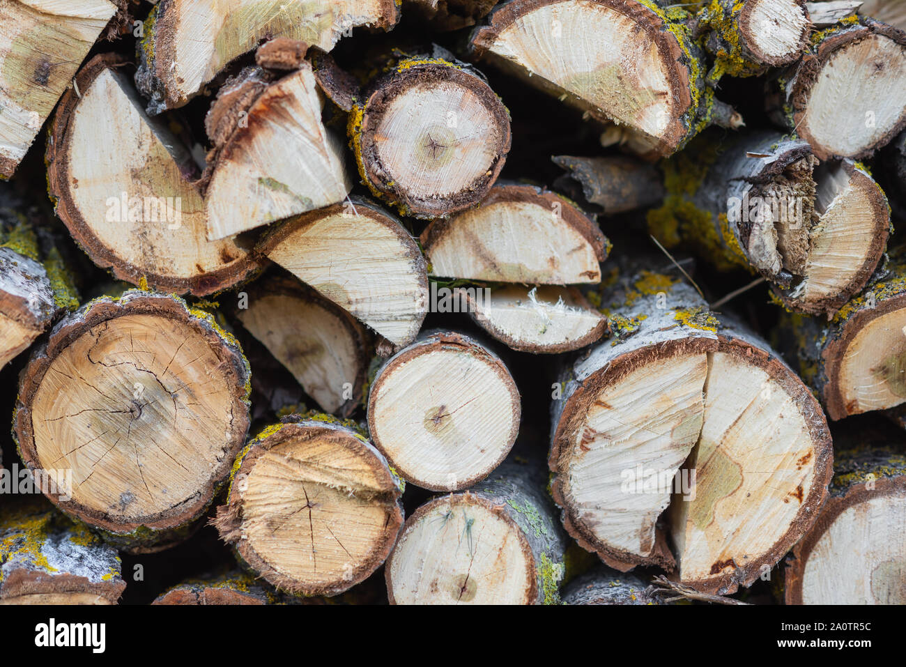 Fire cross section tree ring hi-res stock photography and images - Alamy