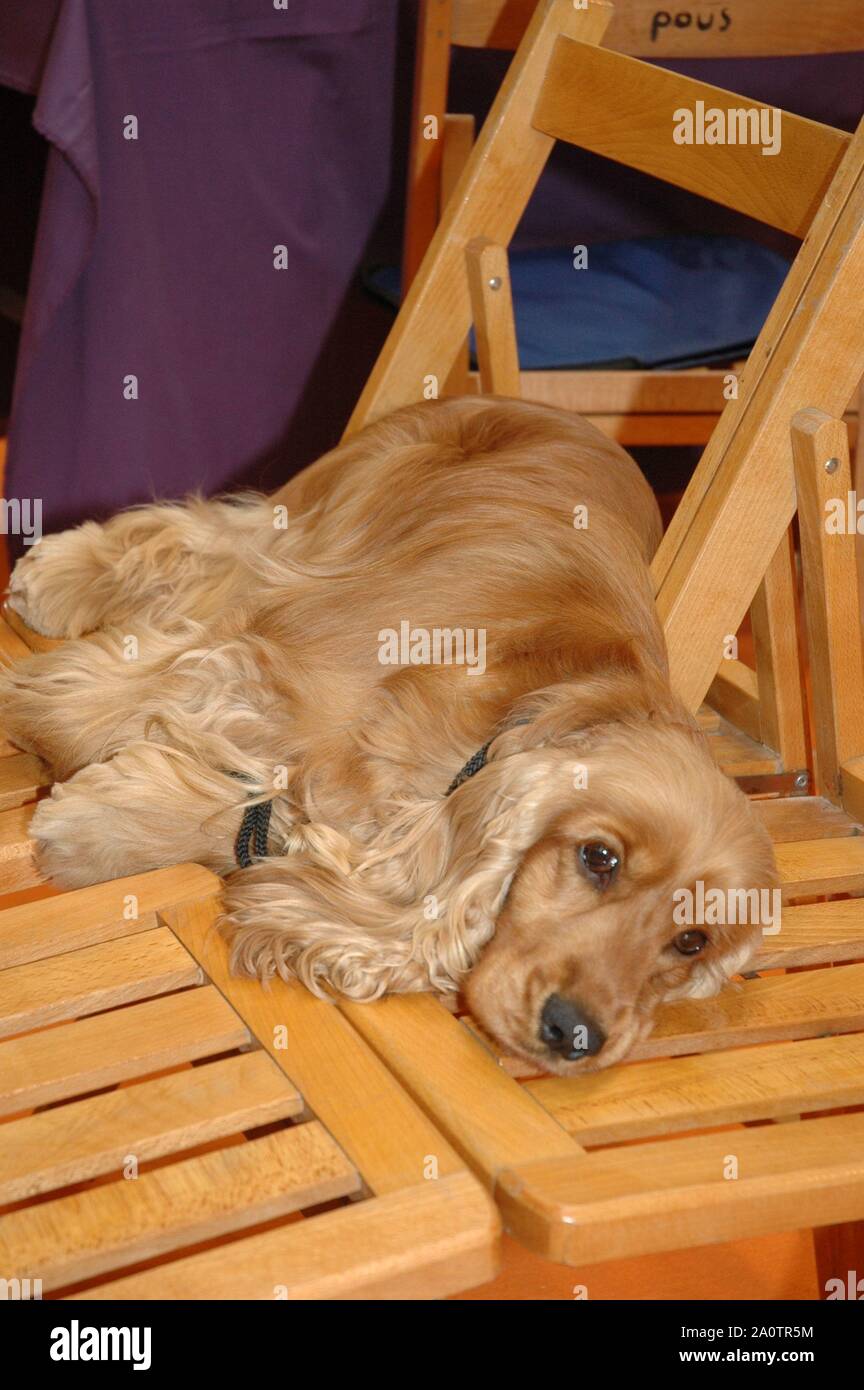 Cocker spaniel with handler hi-res stock photography and images - Alamy