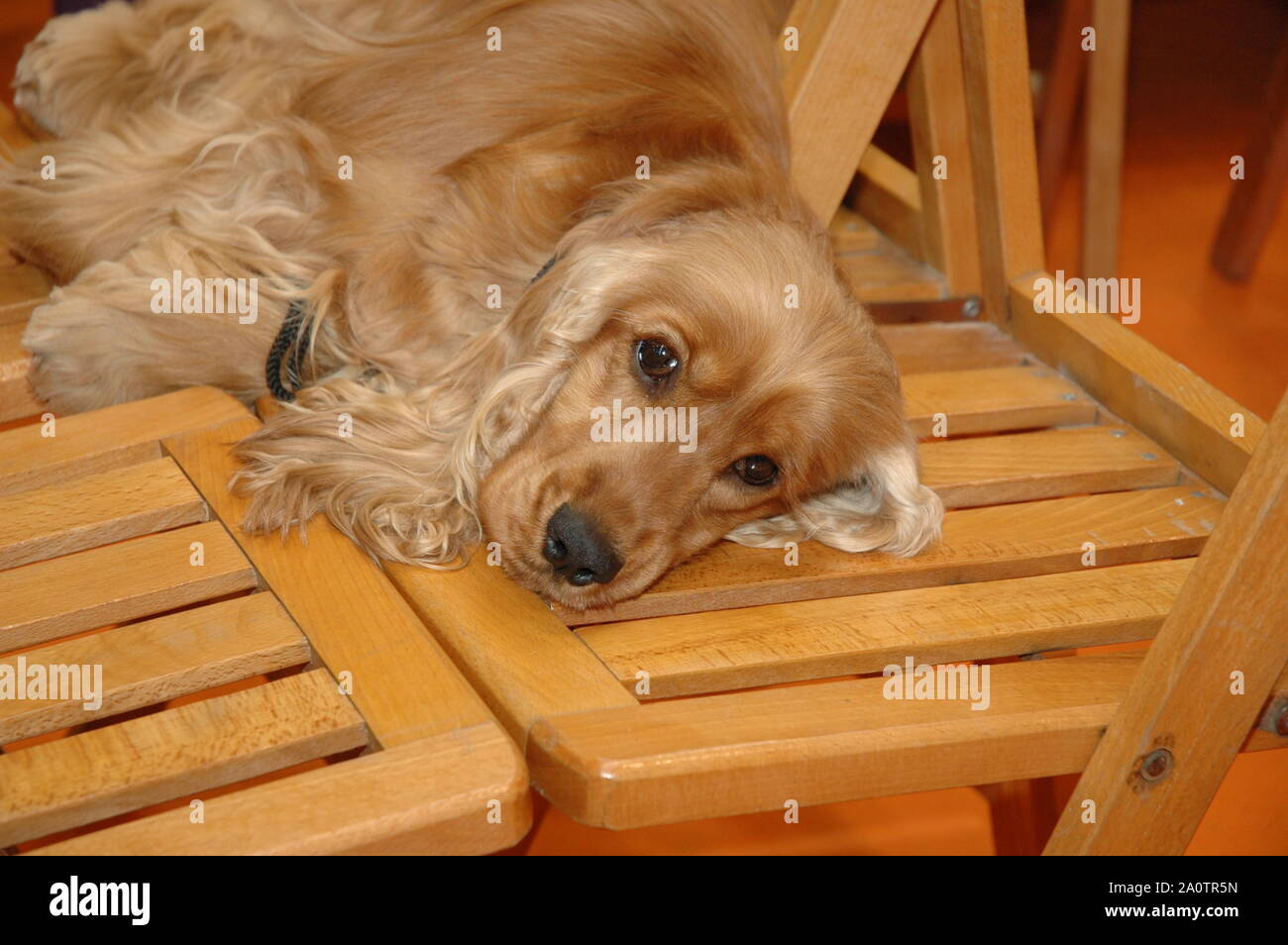 English show cocker spaniel puppy hi-res stock photography and images ...