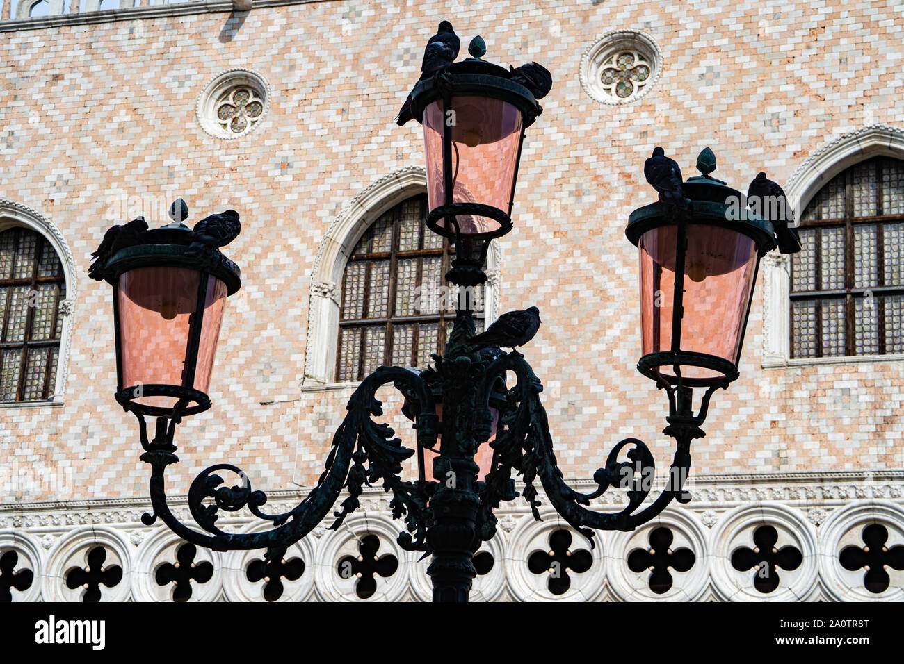 Ornamental pigeons hi-res stock photography and images - Alamy