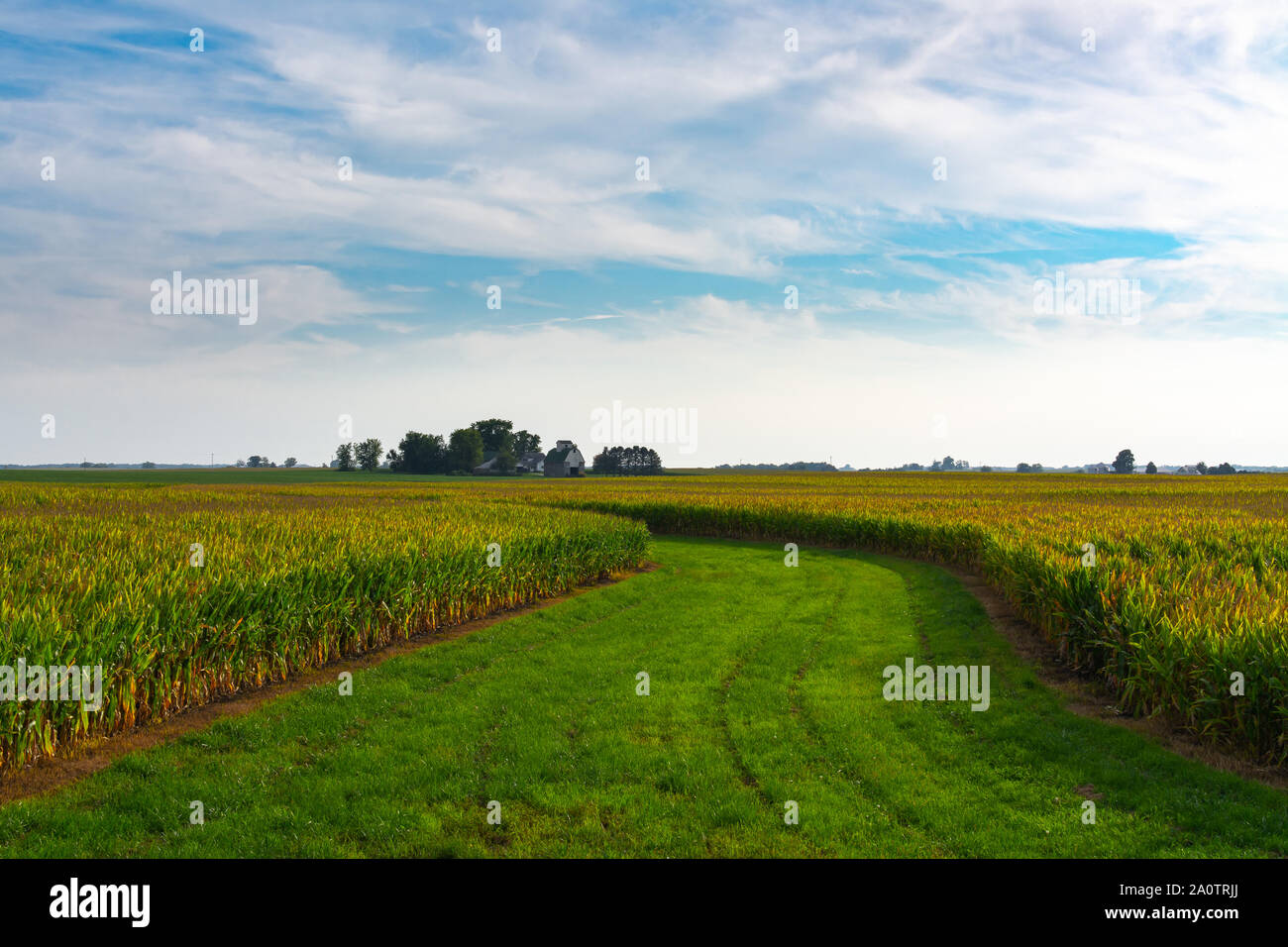 Grass cutout through the cornfield on a beautiful September afternoon ...