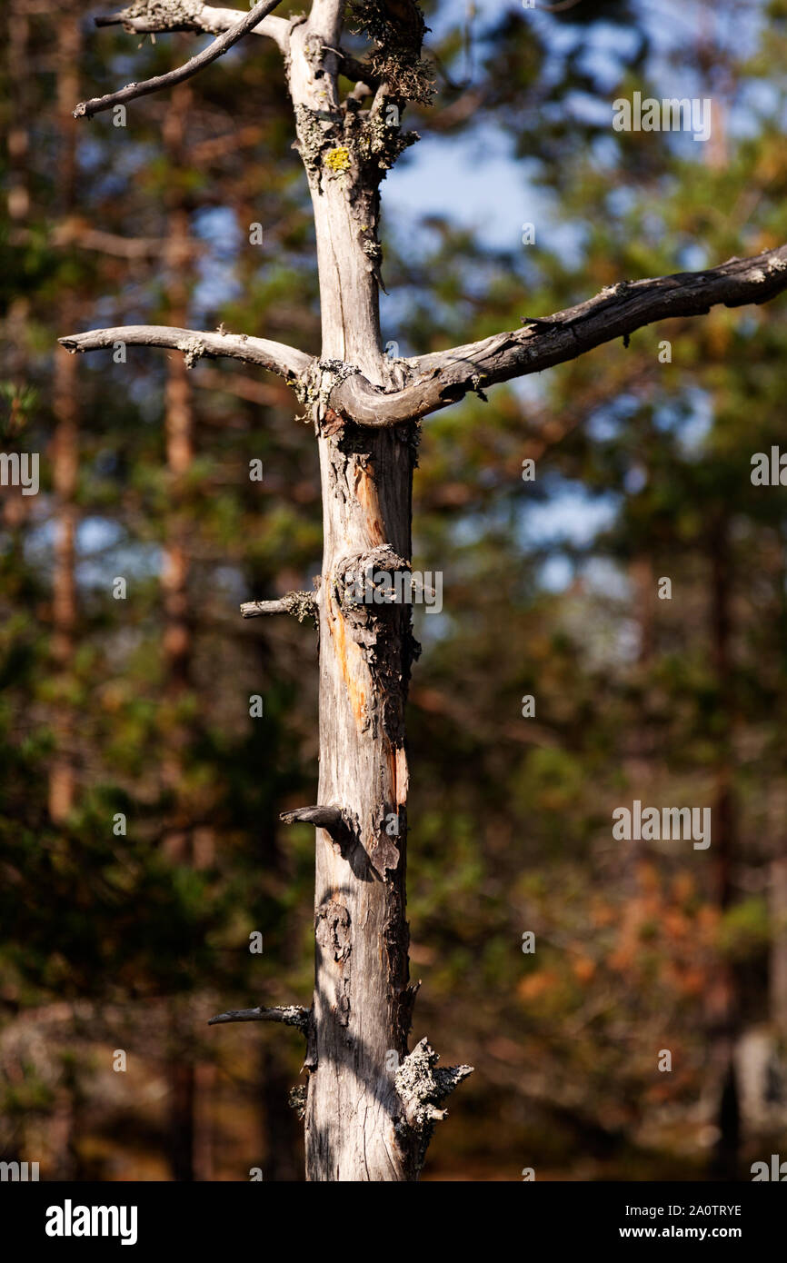 a dead tree without leaves with many branches Stock Photo - Alamy