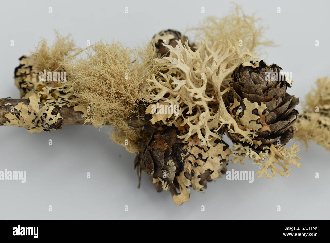 Dried tree lichen from the forest in Straiton in South Ayrshire in ...
