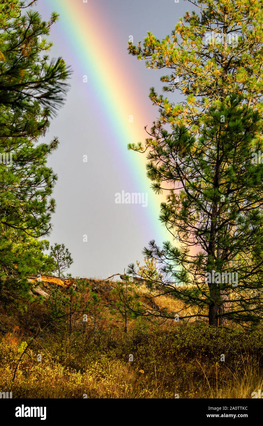 Forest trees sky rainbow hi-res stock photography and images - Alamy