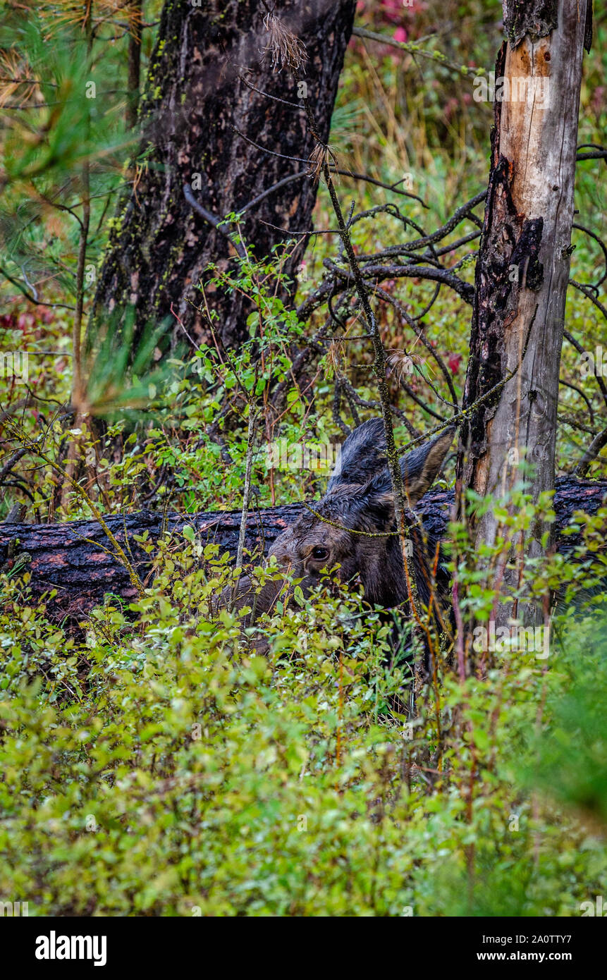 Cow Moose Hidden In The Forest Stock Photo - Alamy