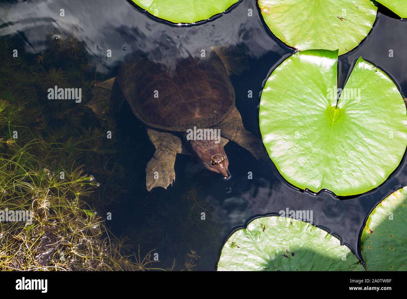 Florida softshell turtle (Apalone ferox) swimming submerged in lake ...