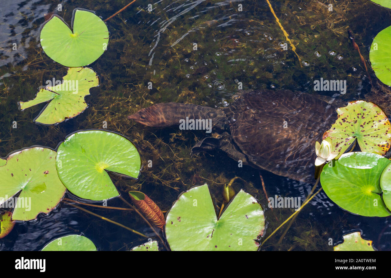 Florida softshell turtle hi-res stock photography and images - Alamy