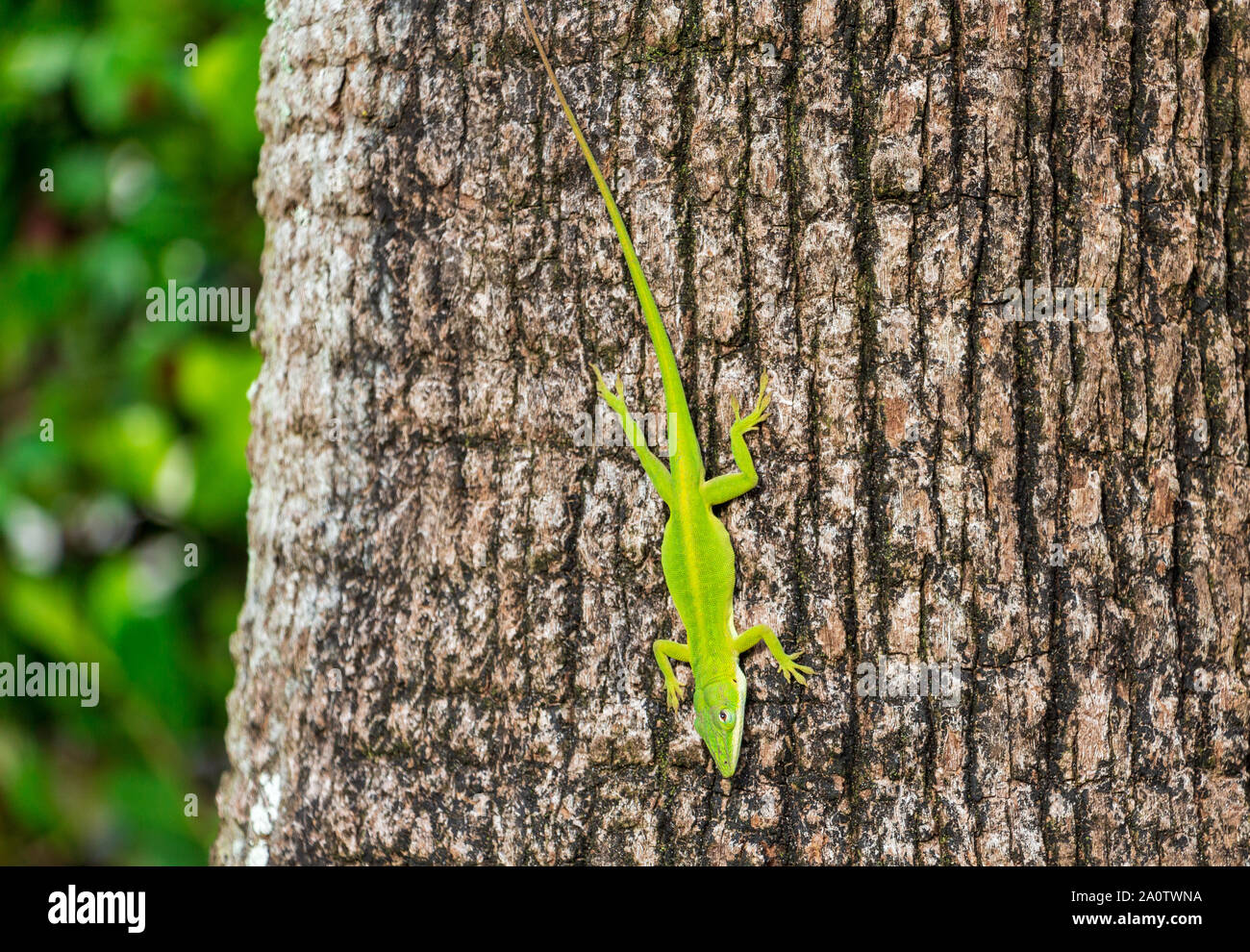 Green Carolina anole (Anolis carolinensis) on palm tree trunk ...