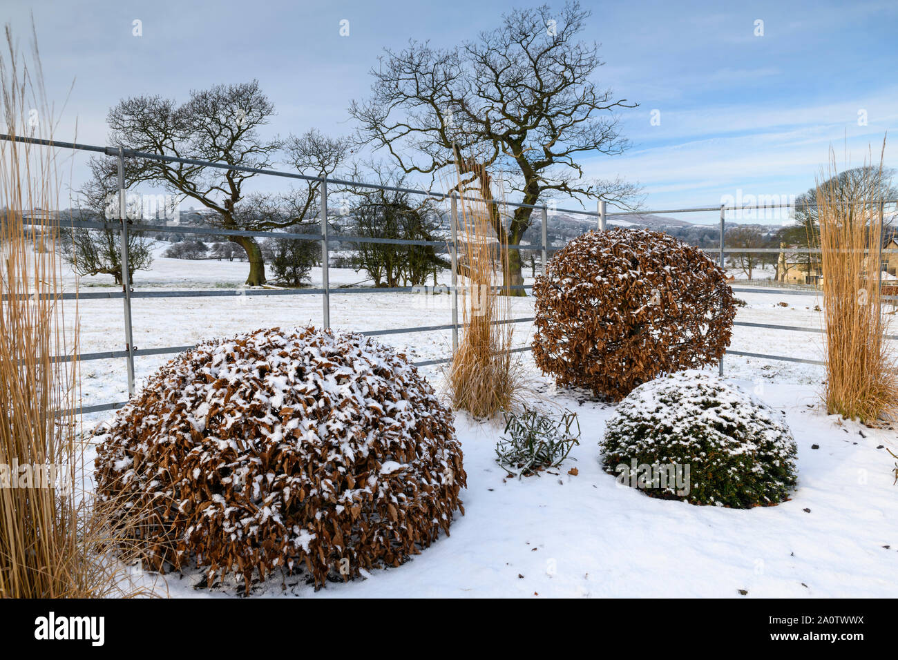 Stylish, contemporary design, landscaping & planting (topiary & tall ...