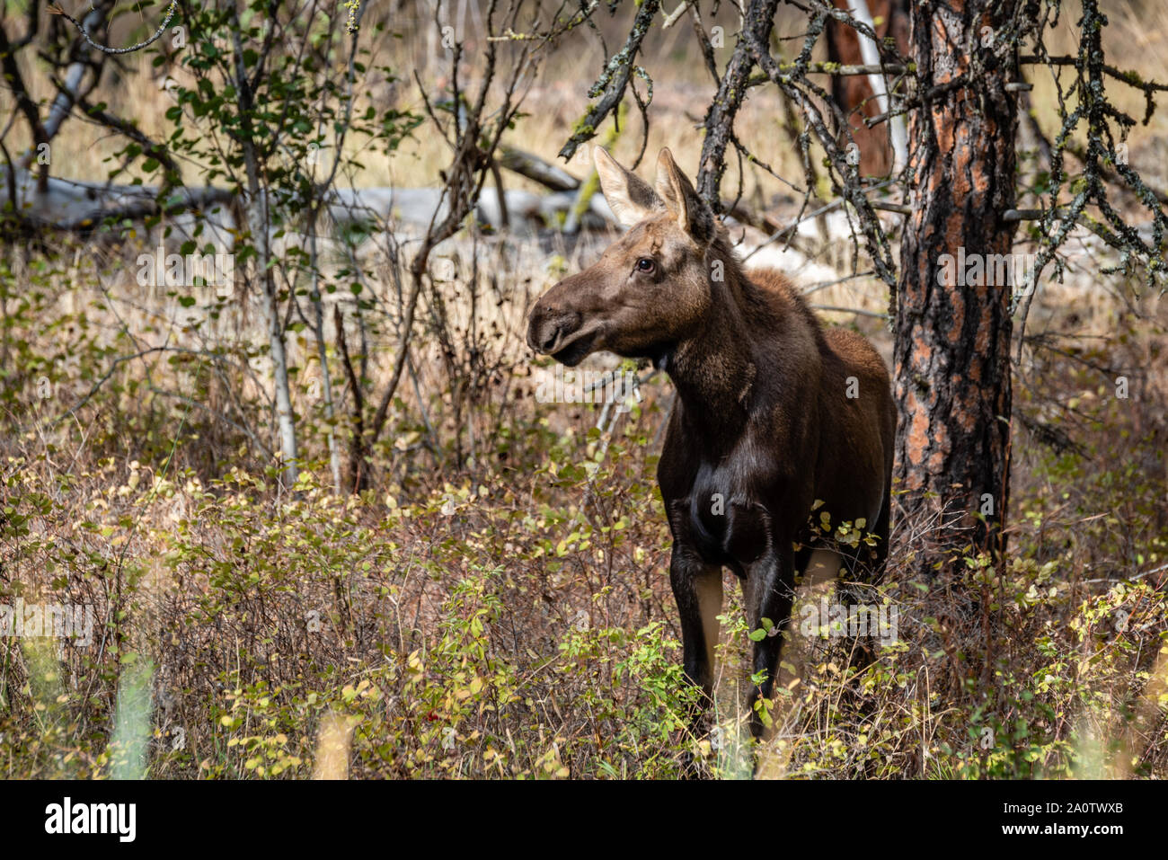 Young Moose In The Forest Stock Photo - Alamy