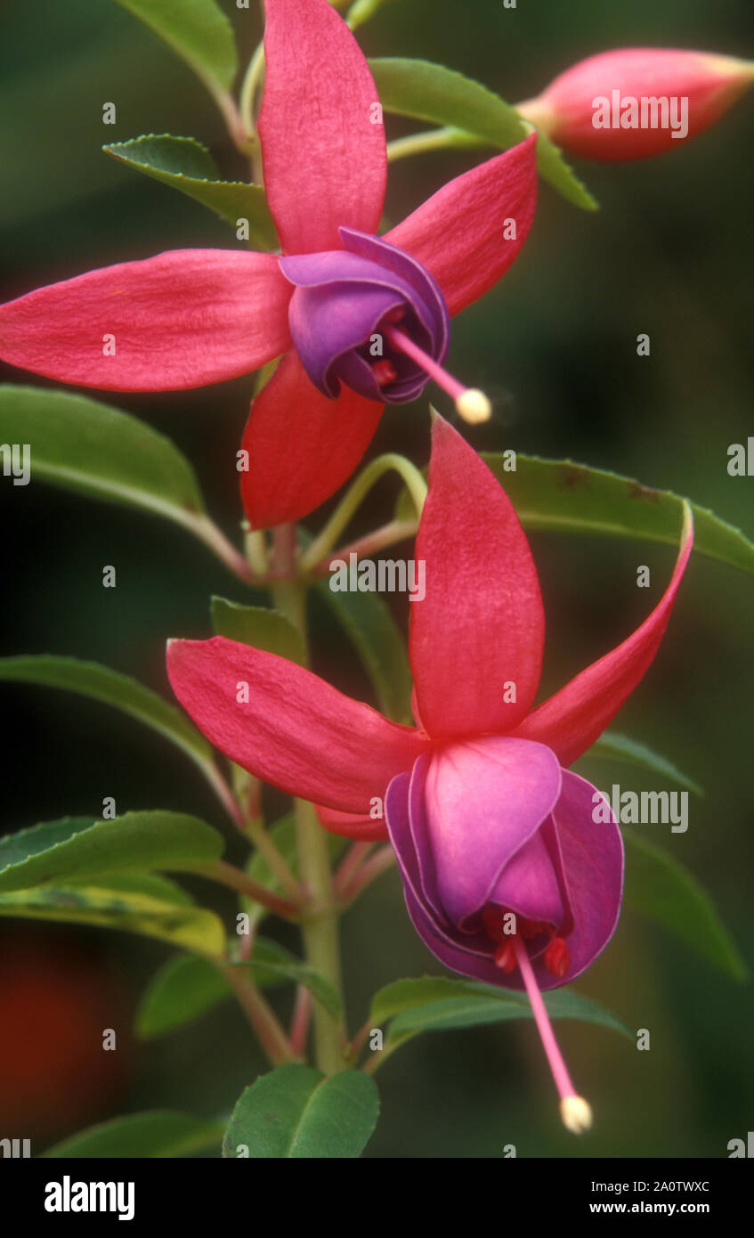 FUCHSIA 'BARBARA WINDSOR' Stock Photo - Alamy