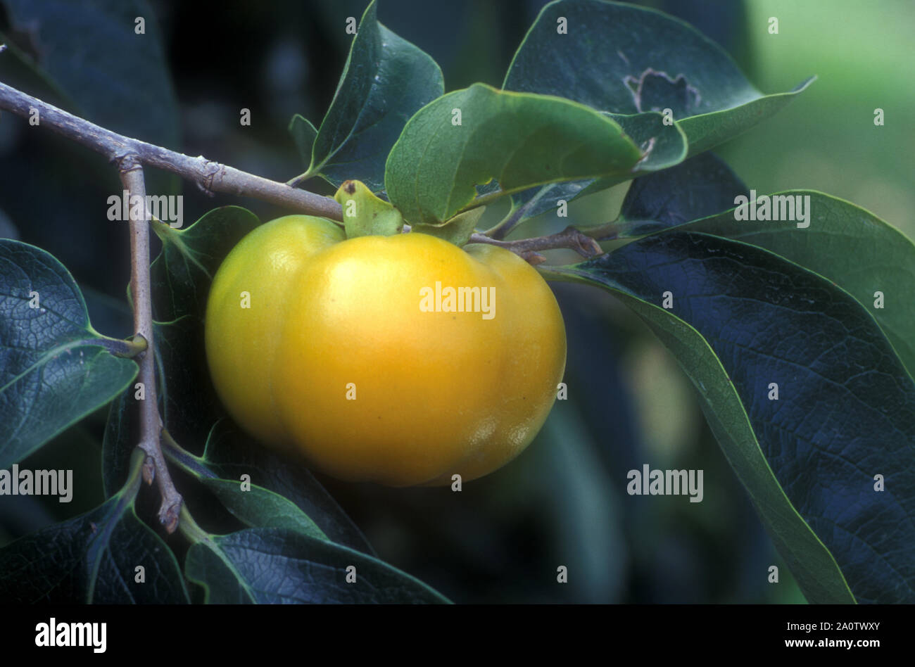 PERSIMMON `YEMON' (DIOSPYROS KAKI) RIPENING ON TREE Stock Photo - Alamy