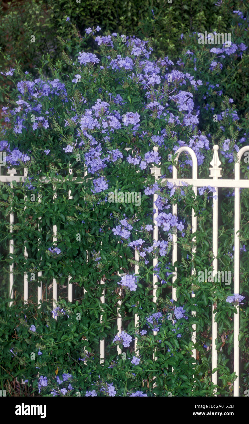 PLUMBAGO (PLUMBAGO AURICULATA SYN CAPENSIS GROWING INSIDE THE FENCE OF ...
