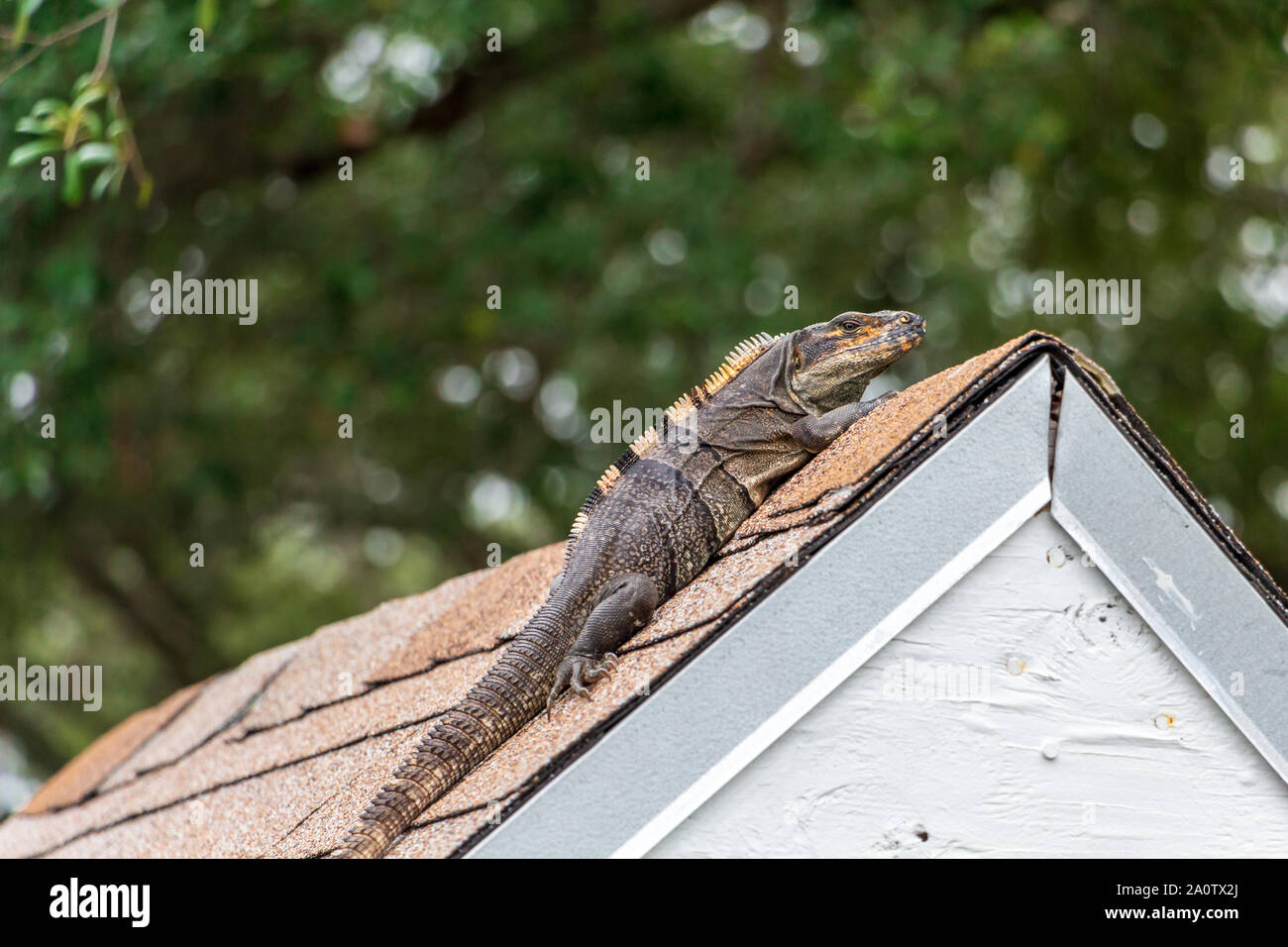 Spinytail iguana (Ctenosaura) on roof of shed - Topeekeegee Yugnee (TY ...