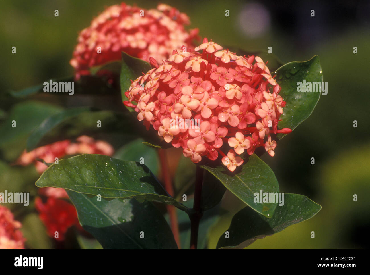 IXORA CHINENSIS (PRINCE OF ORANGE) ALSO KNOWN AS CHINESE IXORA ...