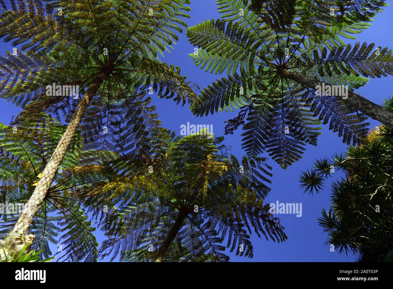 Tree ferns (Sphaeropteris cooperi) against blue sky, Atherton ...
