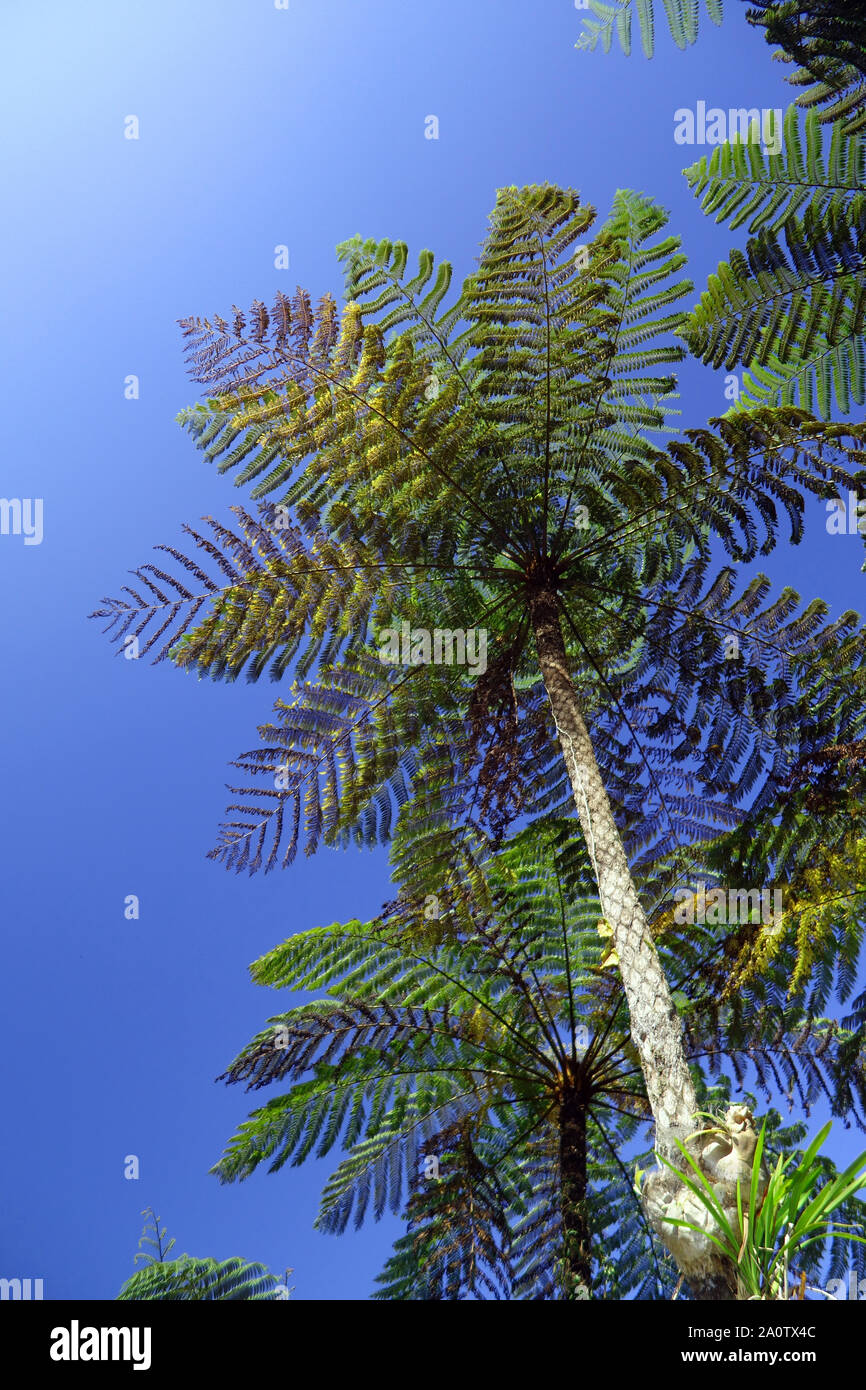 Tree ferns (Sphaeropteris cooperi) against blue sky, Atherton ...