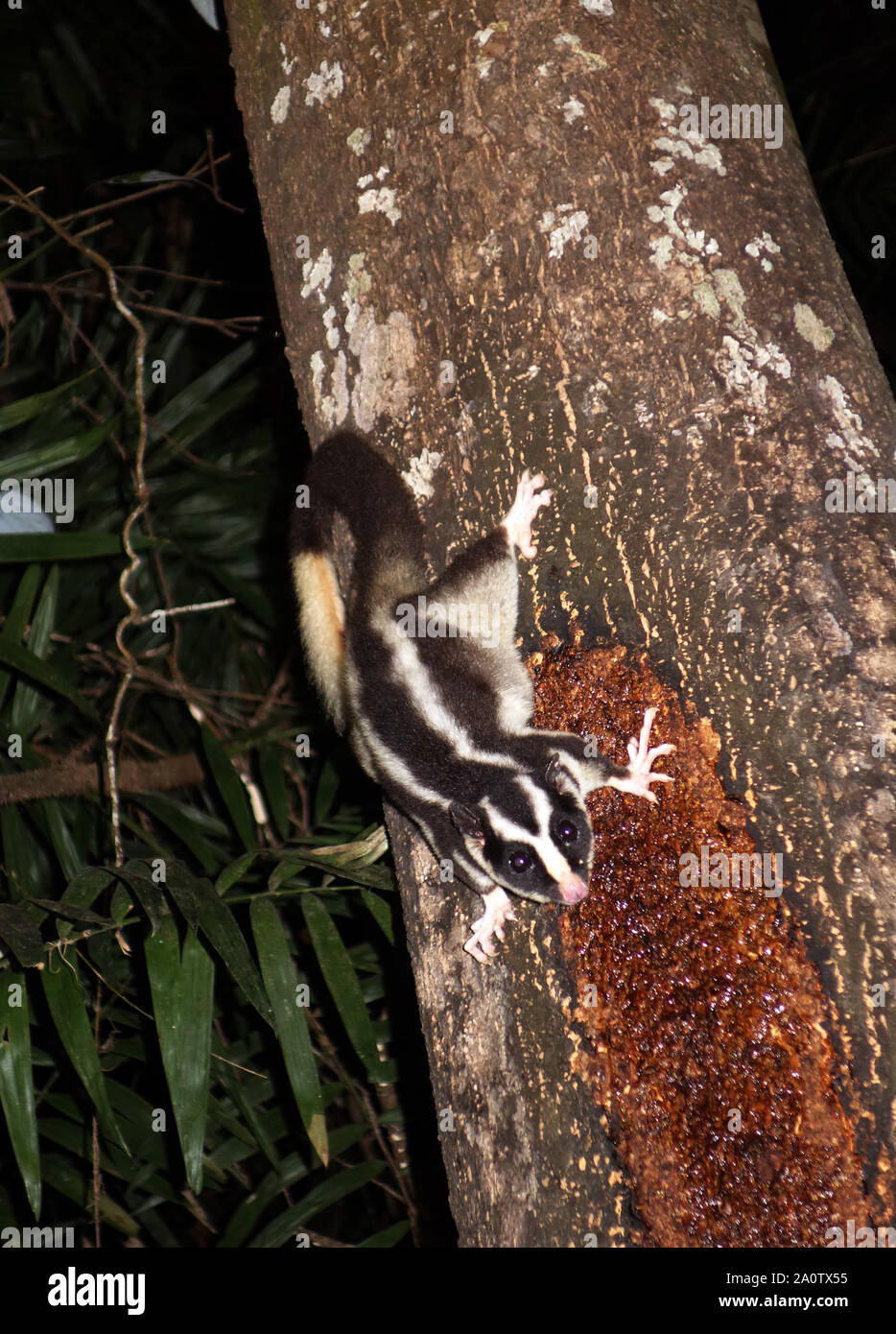 Striped possum (Dactylopsila trivirgata) eating honey on rainforest ...