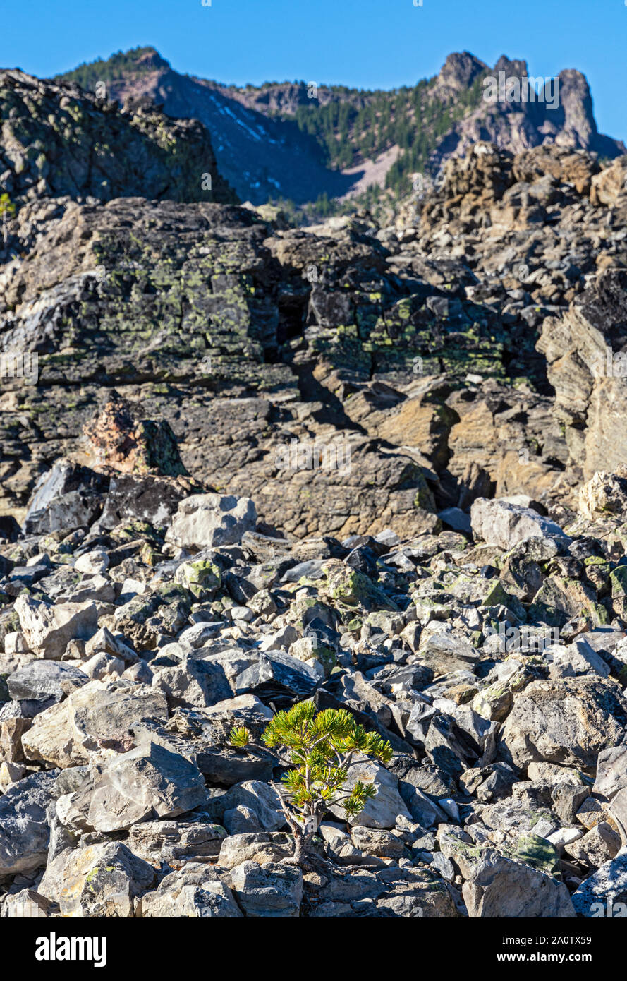 Oregon, Newberry National Volcanic Monument, Big Obsidian Flow Trail Stock Photo - Alamy