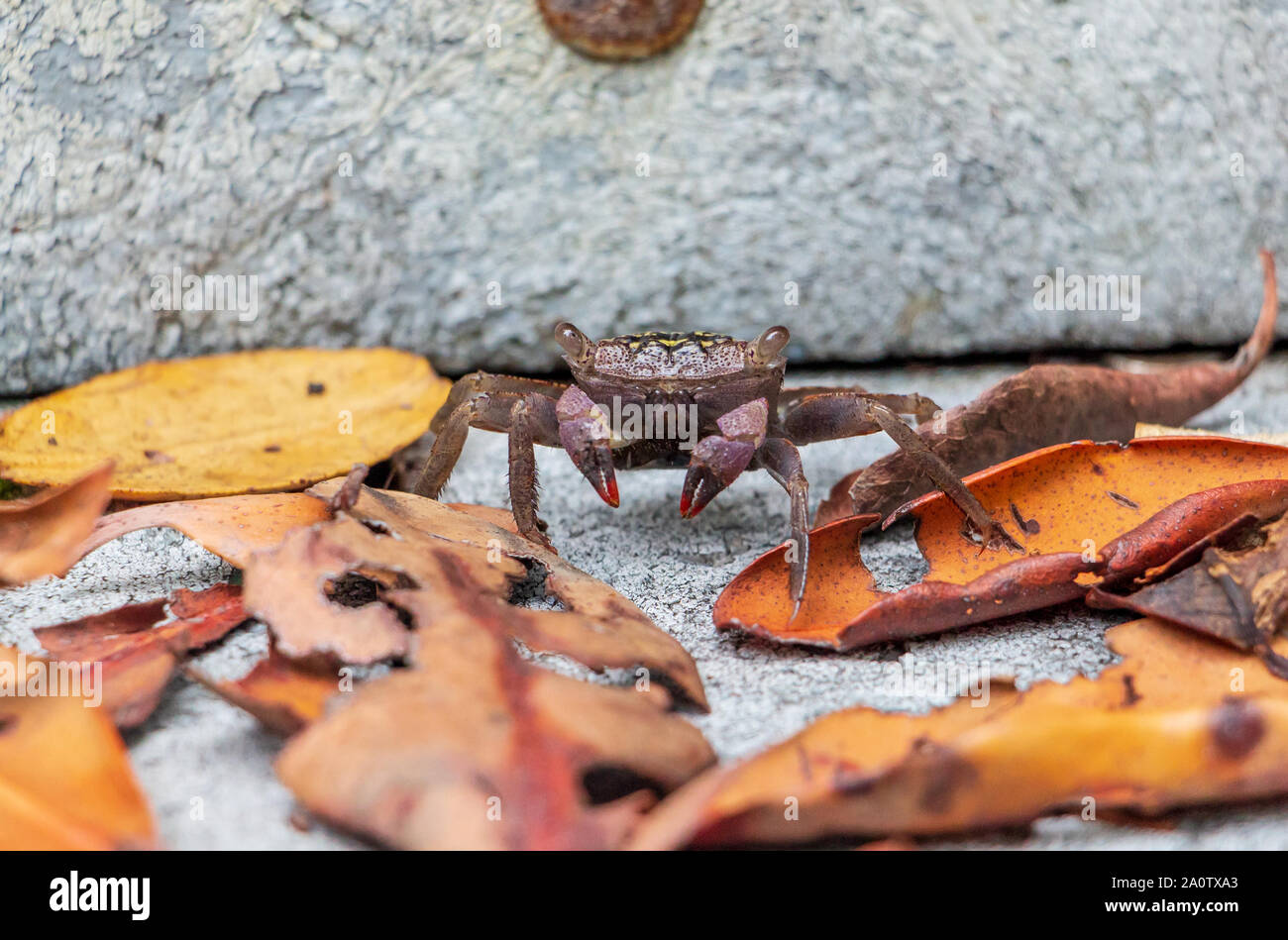 Mangrove Tree Crab Aratus Pisonii With Mangrove Leaves Anne Kolb At West Lake Park