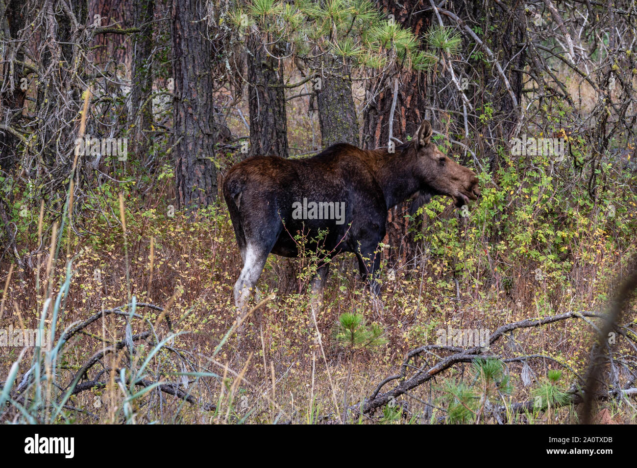 Cow Moose Feeding In The Forest Stock Photo - Alamy