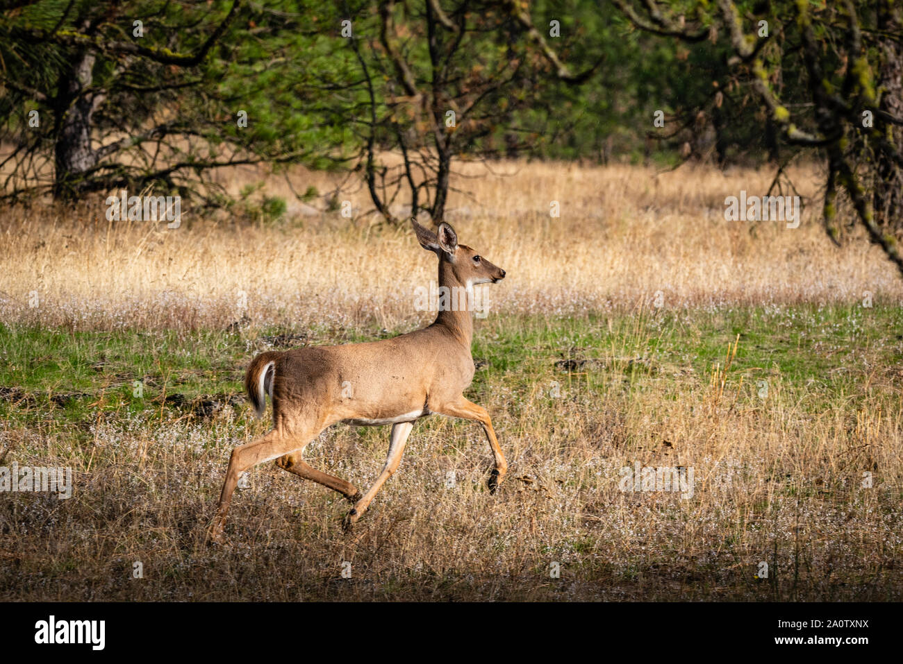 Eastern whitetail deer hi-res stock photography and images - Alamy