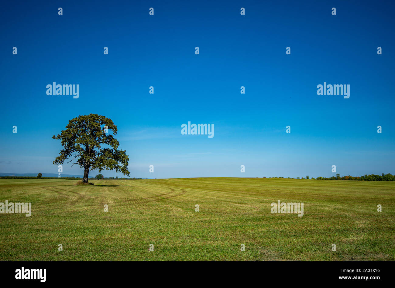Lone tree shadow in field hi-res stock photography and images - Alamy