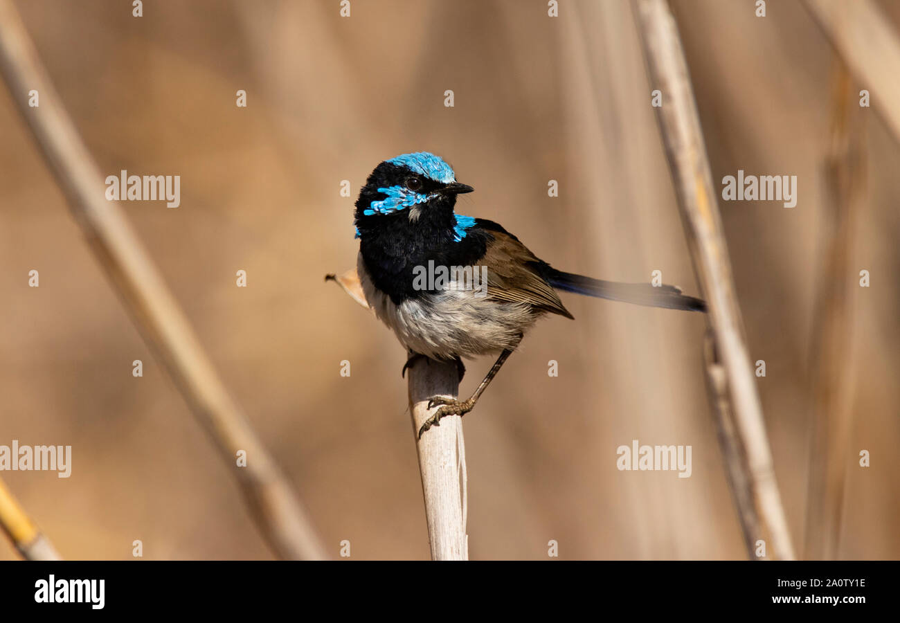 Superb Fairywren, Malurus cyaneus, male, with blue mating plumage at ...