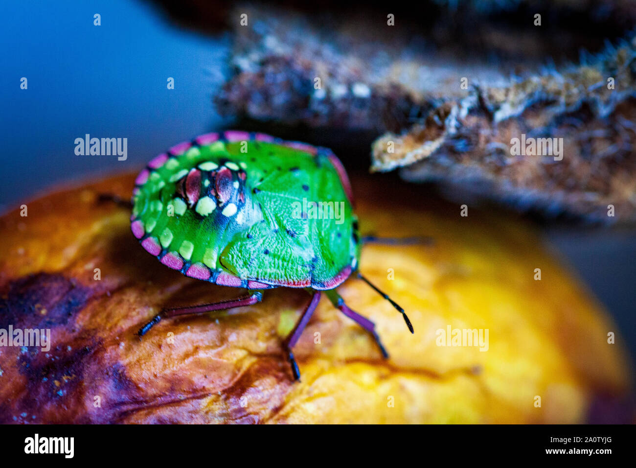 Nezara viridula Green beetle pest of gardens spoiling leaves and fruits ...