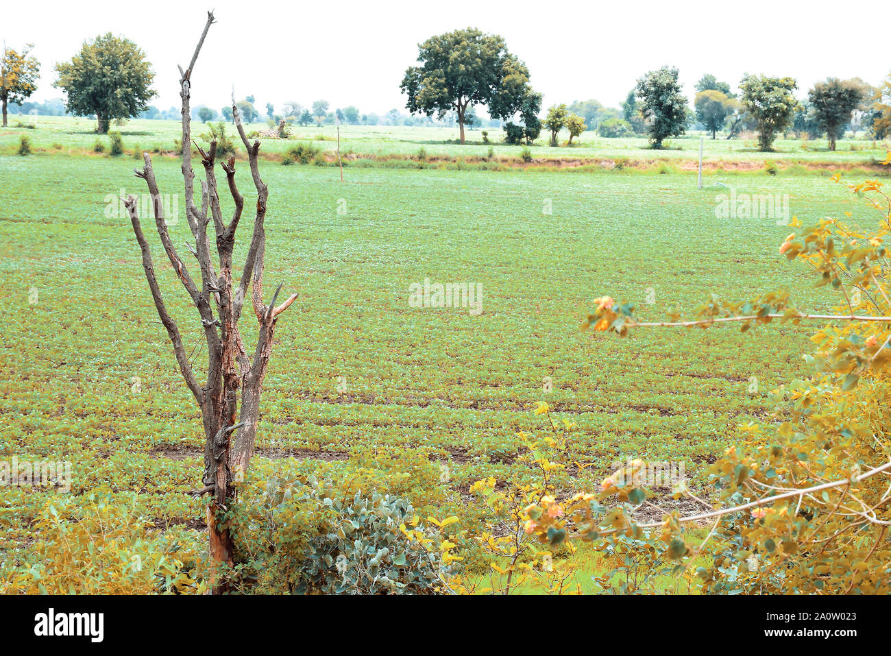 Dry tree with green field and trees background Stock Photo - Alamy