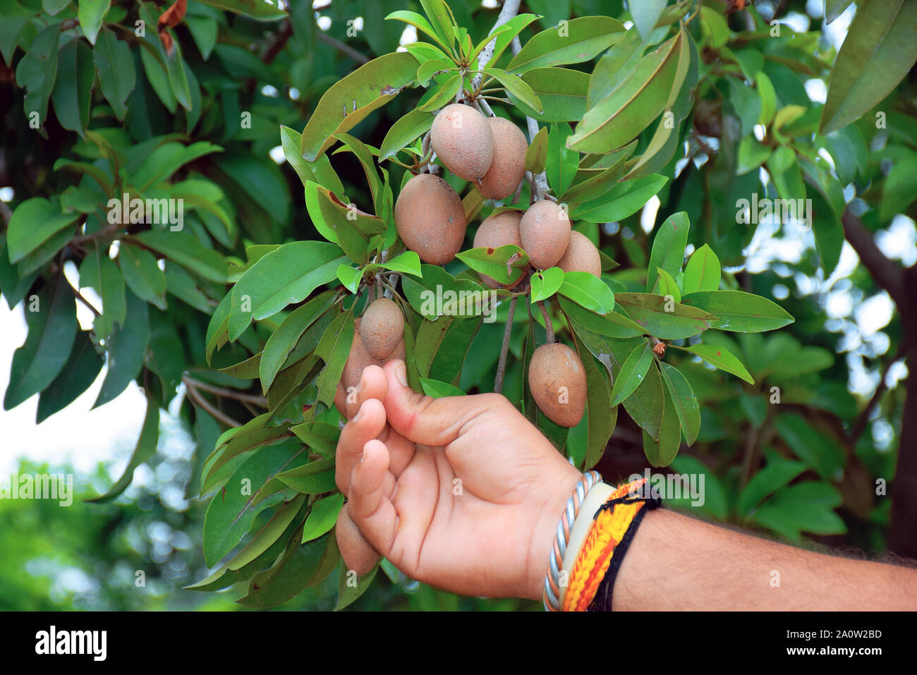 man's hand breaks the fruit of brown fruit from tree Stock Photo - Alamy