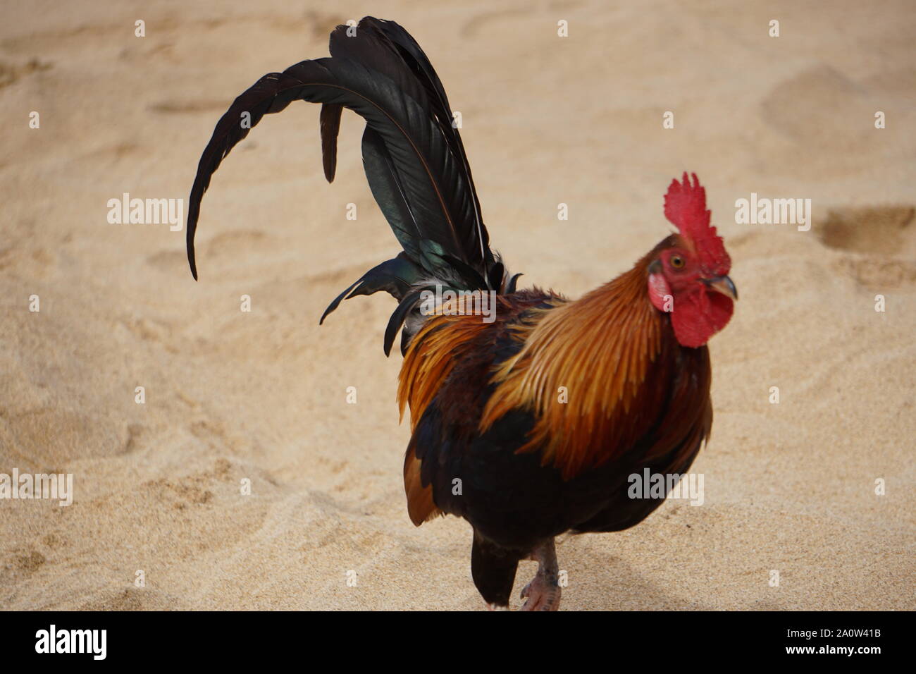 Chickens on the beach hi-res stock photography and images - Alamy