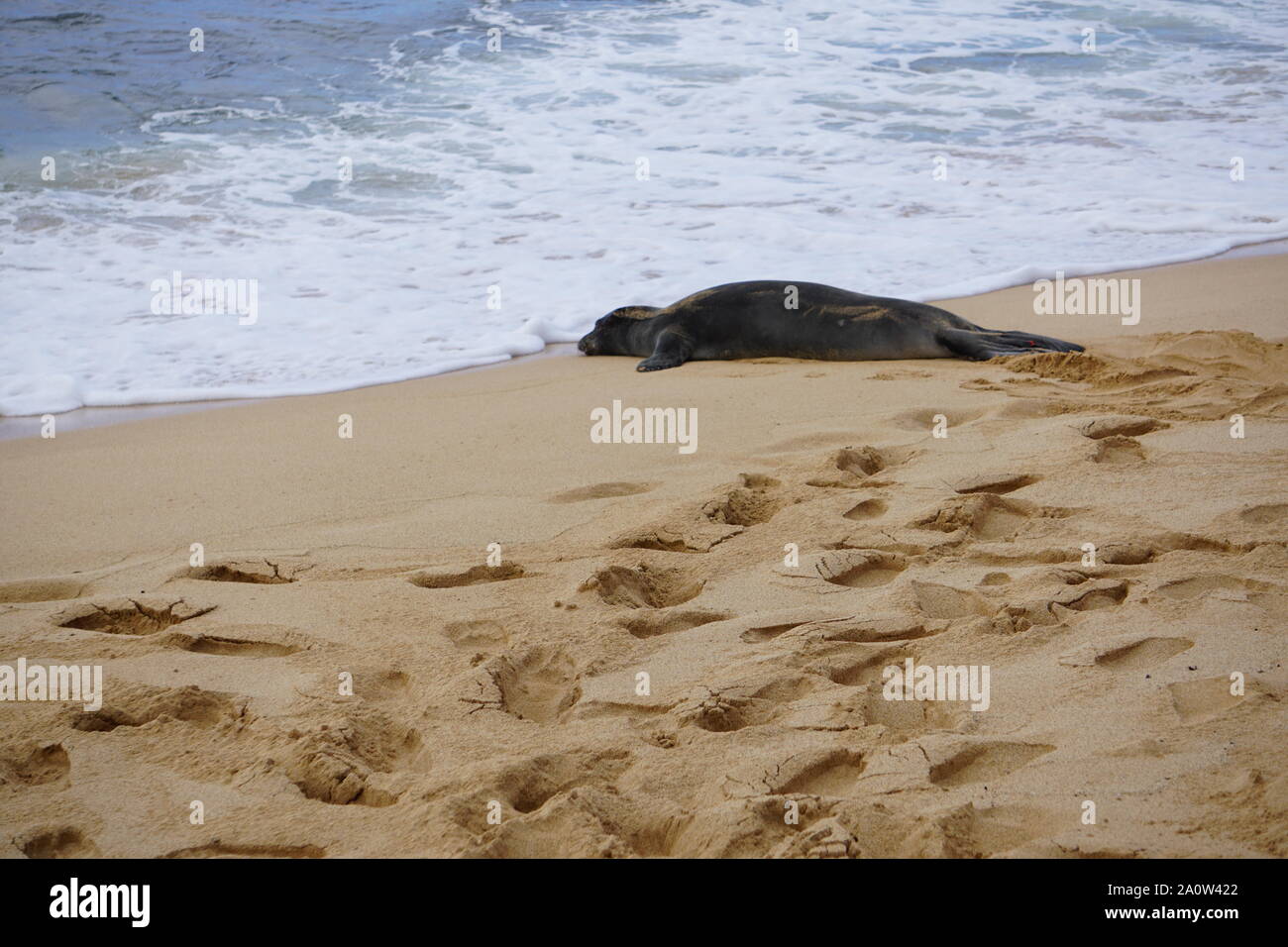 Hawaiian Monk Seal rests on Poipu Beach in Kauai. The monk seal, an ...