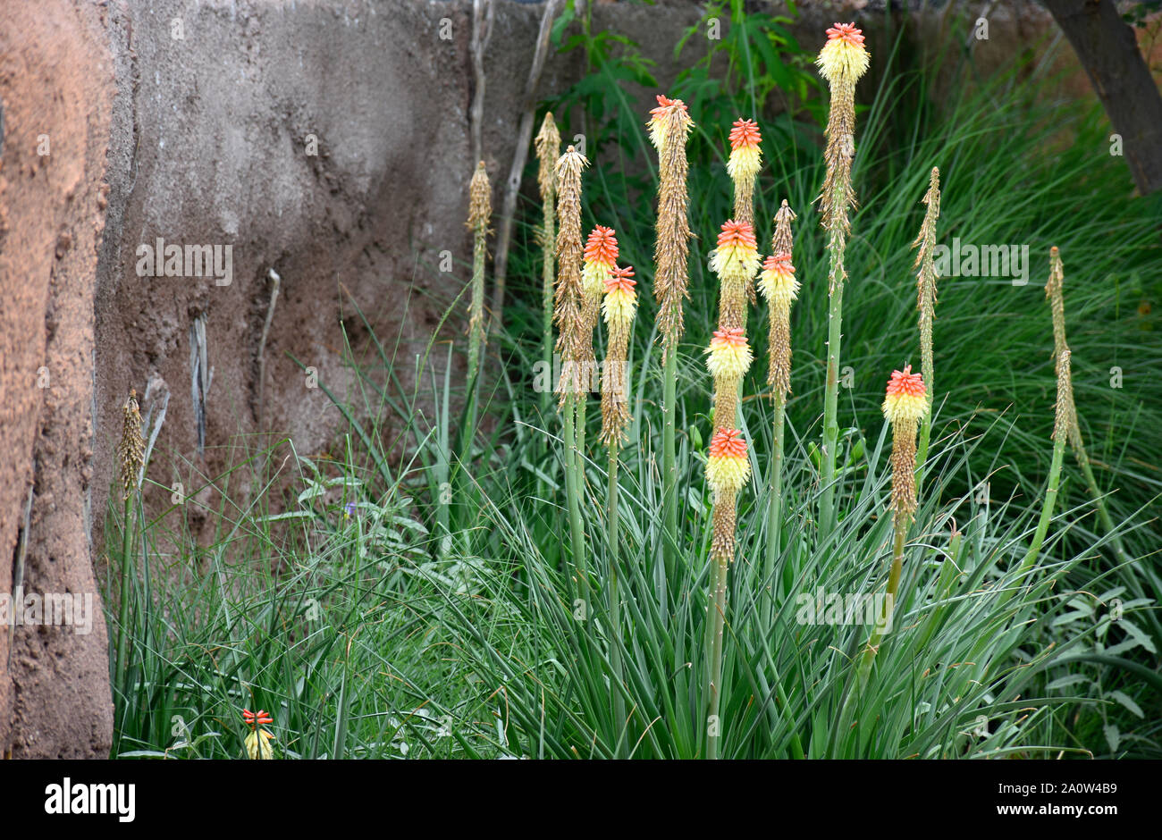 Red Hot Tritoma Torch Lilies from Africa photographed at the botanical ...
