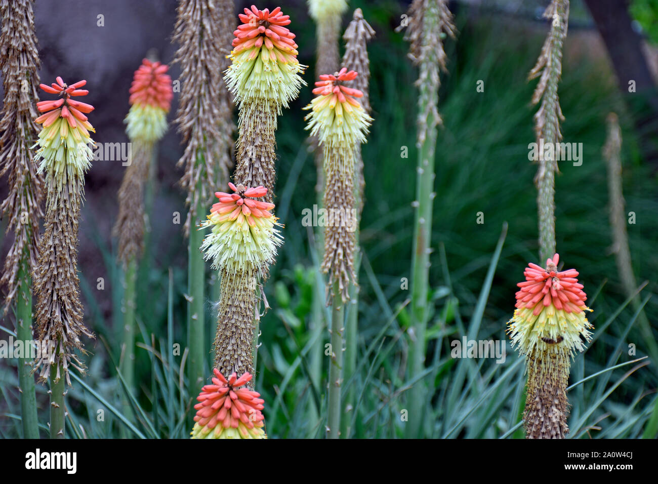 Tritoma torch lily knofflers poker plant hi-res stock photography and ...
