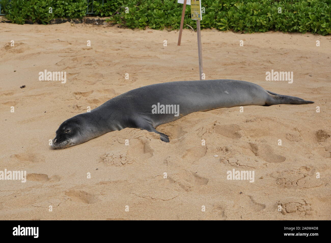 Hawaiian monk seal takes a rest on Poipu Beach in Kauai. The monk seals ...