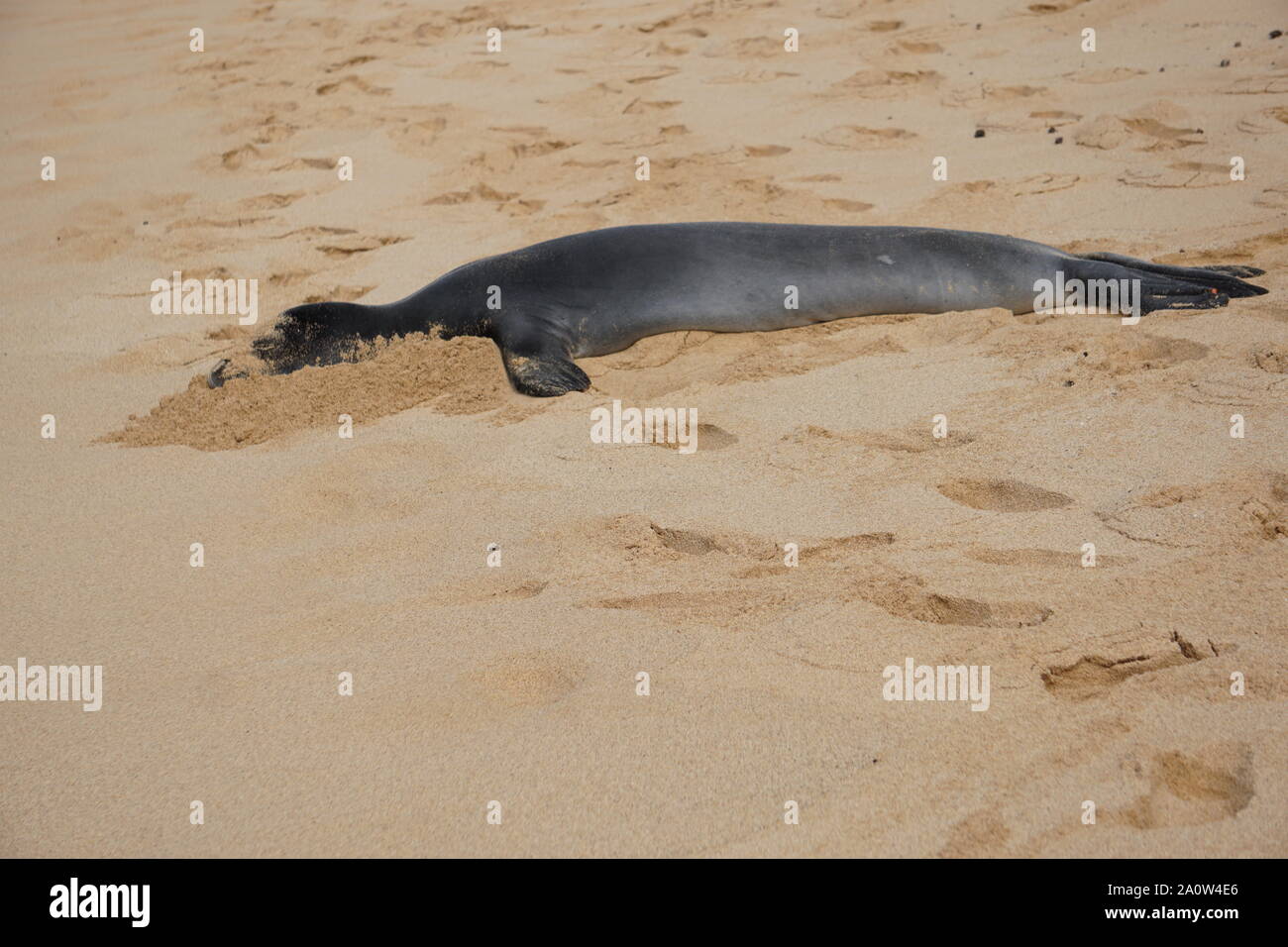 Hawaiian monk seal takes a rest on Poipu Beach in Kauai. The monk seals ...