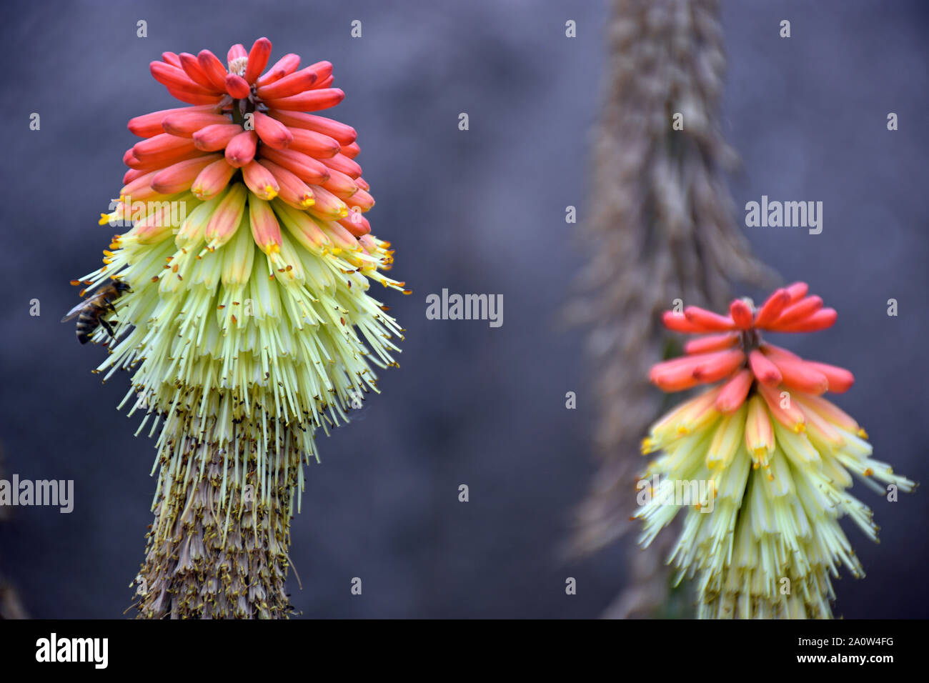 Red Hot Tritoma Torch Lilies from Africa photographed at the botanical ...