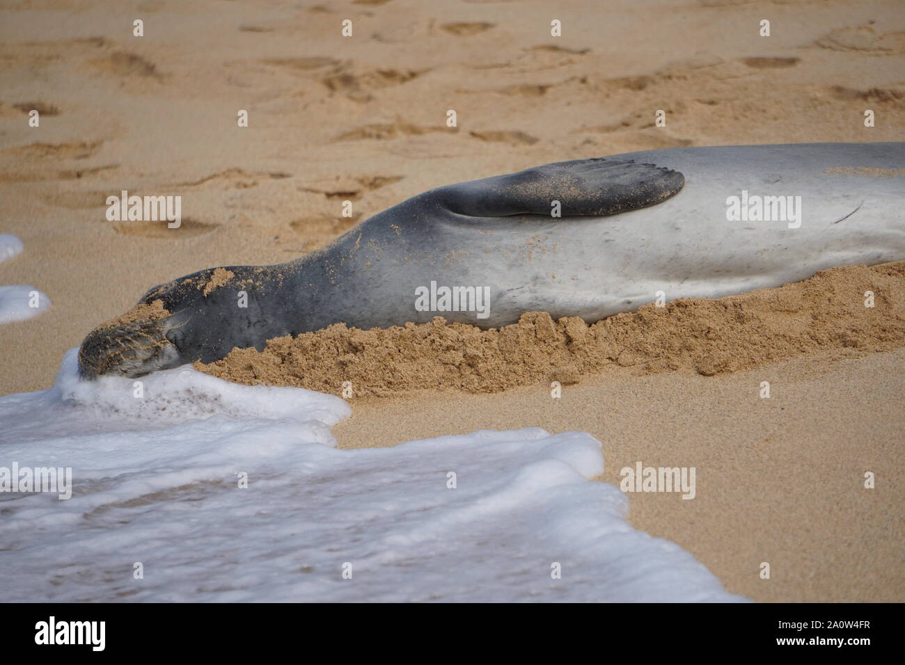 Hawaiian monk seal takes a rest on Poipu Beach in Kauai. The monk seals ...