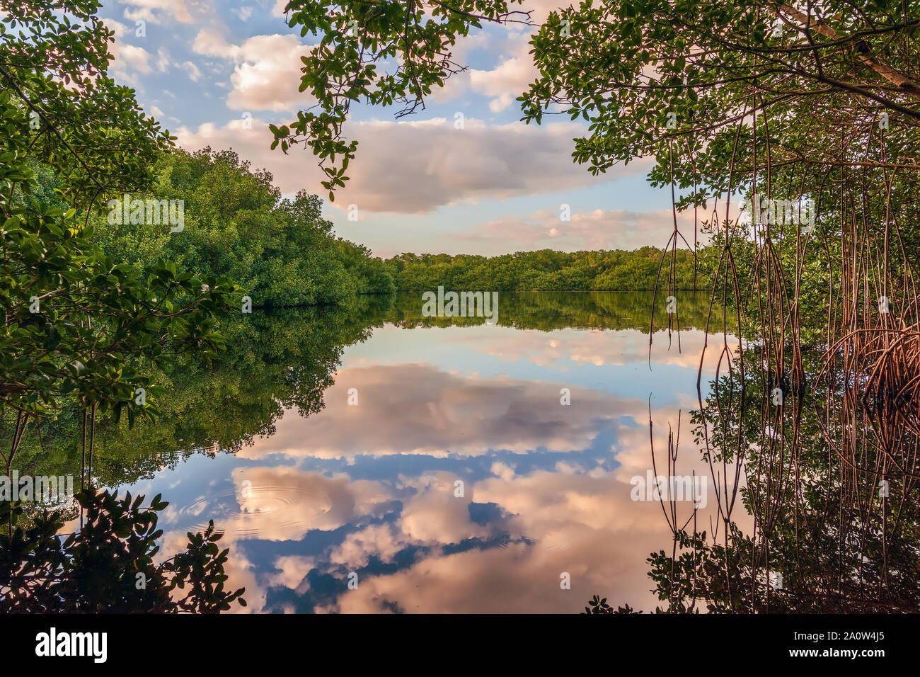Coot bay florida hi-res stock photography and images - Alamy