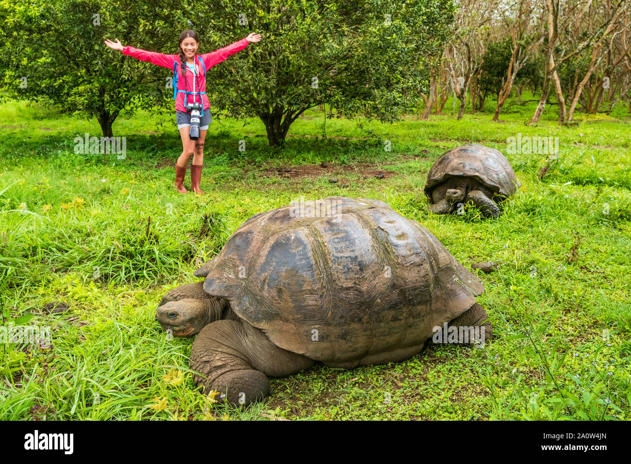 Galapagos Giant Tortoise and happy woman tourist on Santa Cruz Island ...