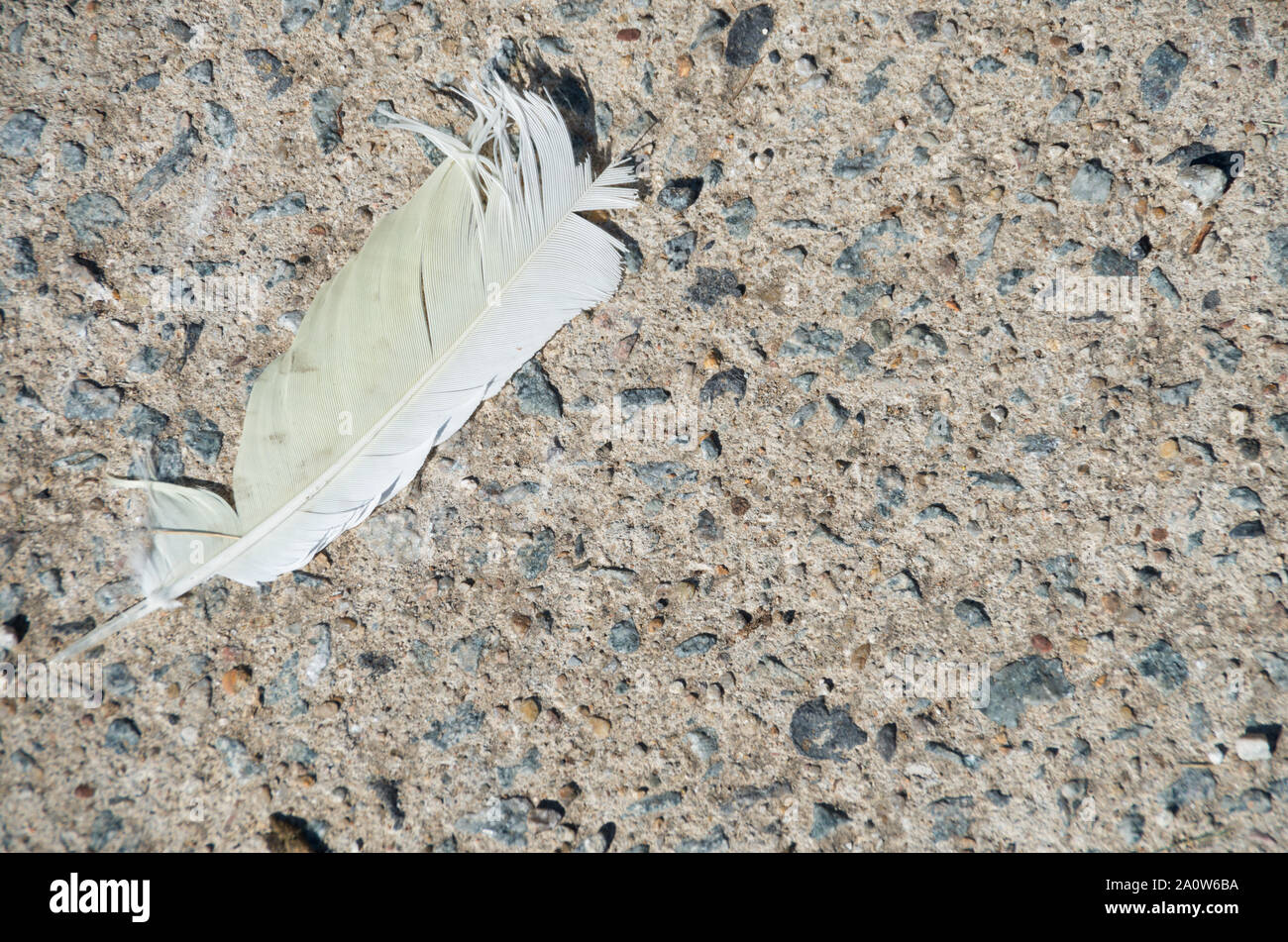 Wings falling off hi-res stock photography and images - Alamy