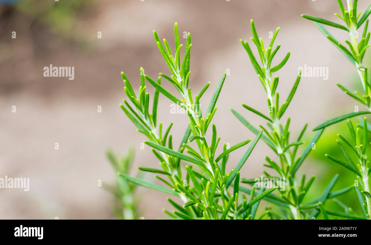 rosmarinus officinalis rosemary plant growing outdoors Stock Photo - Alamy