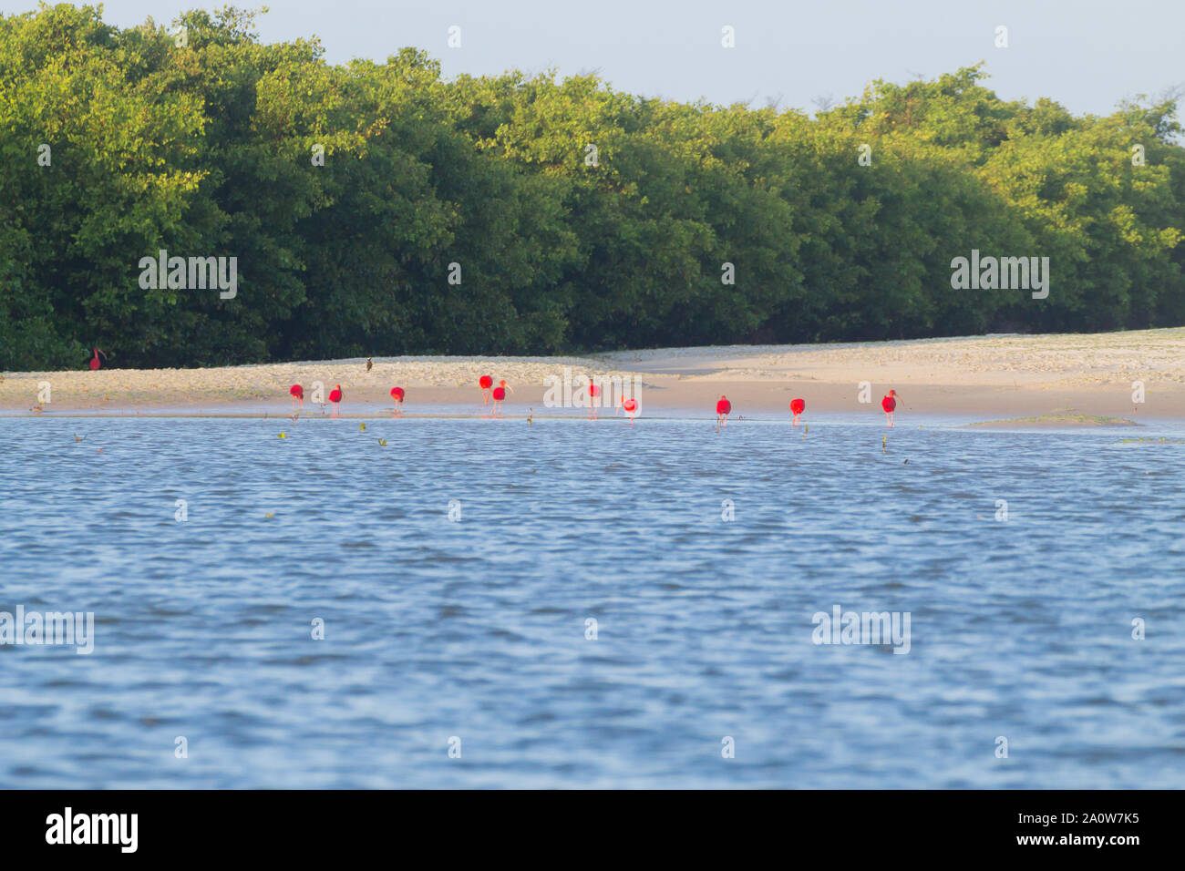Scarlet ibis endocimus ruber hi-res stock photography and images - Alamy