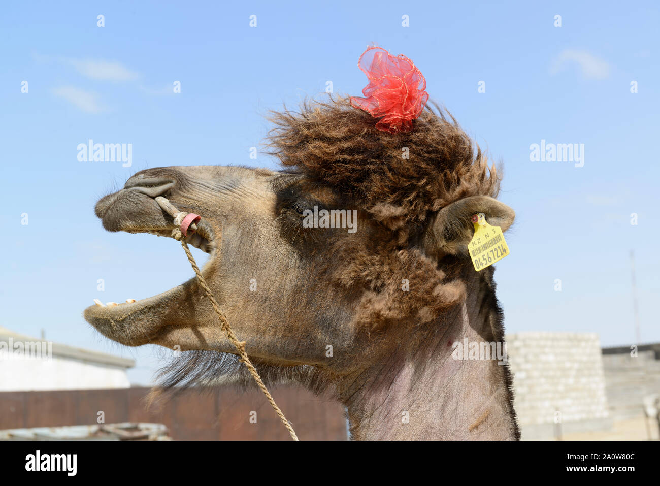 Hairy camel hi-res stock photography and images - Alamy