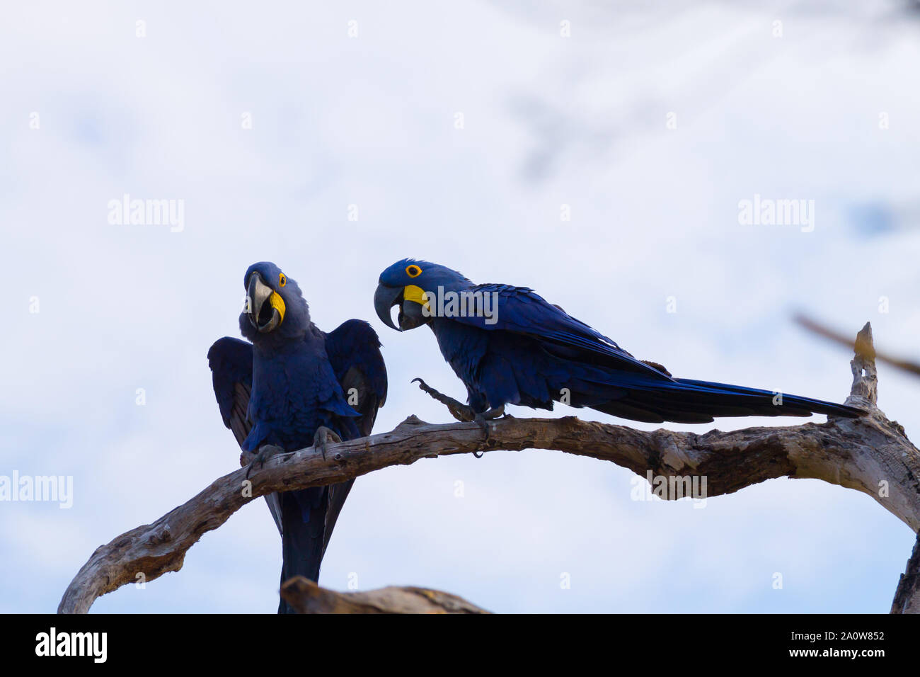 Couple of Hyacinth macaw from Pantanal, Brazil. Brazilian wildlife ...