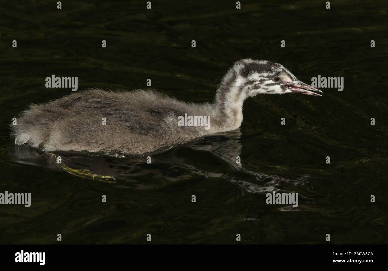 Parent and baby grebe hi-res stock photography and images - Alamy